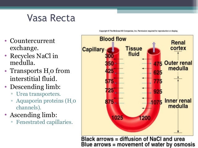 Physiology of the kidneys