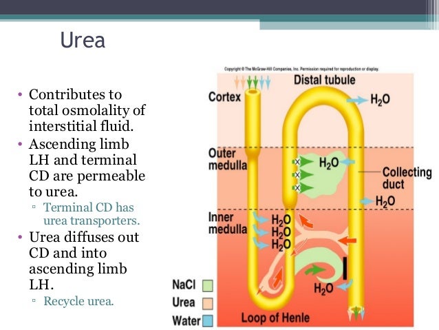 Physiology of the kidneys