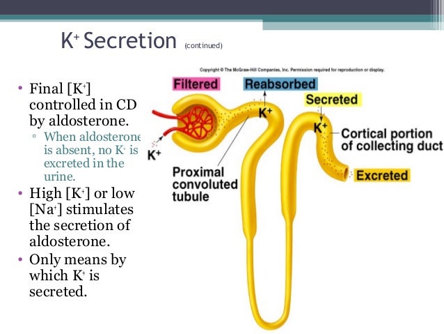 110 Excretion And Structure Of Kidneys Biology Notes