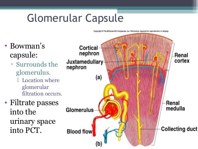 Glomerular Capsule
