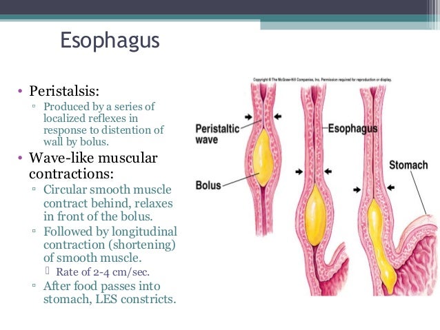 The digestive system