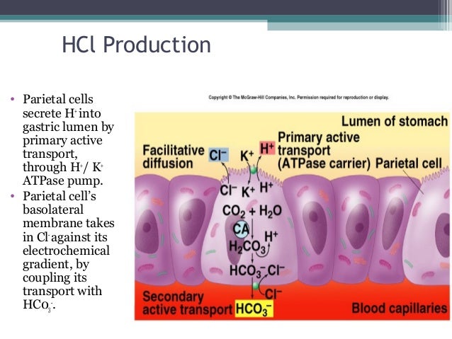 The digestive system