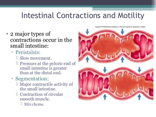 The digestive system