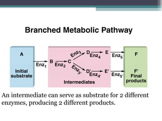 Enzymes and energy | PPT