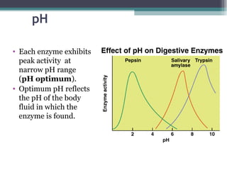 Enzymes and energy | PPT