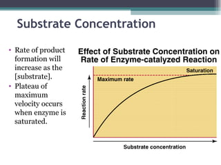 Enzymes and energy | PPT