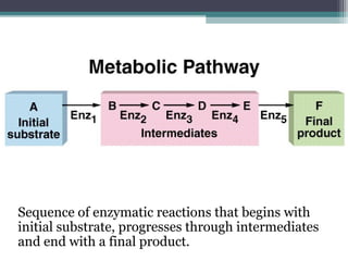 Enzymes and energy | PPT