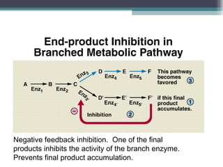 Enzymes and energy | PPT