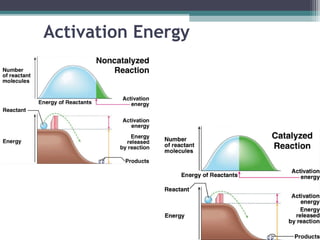 Enzymes and energy | PPT