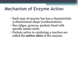 Enzymes and energy | PPT