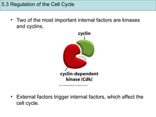 Cell Cycle Notes describing for simplicity.ppt