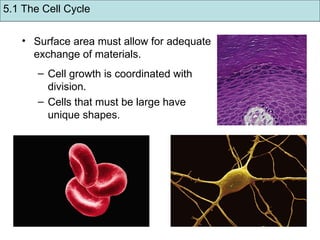 Cell Cycle Notes describing for simplicity.ppt