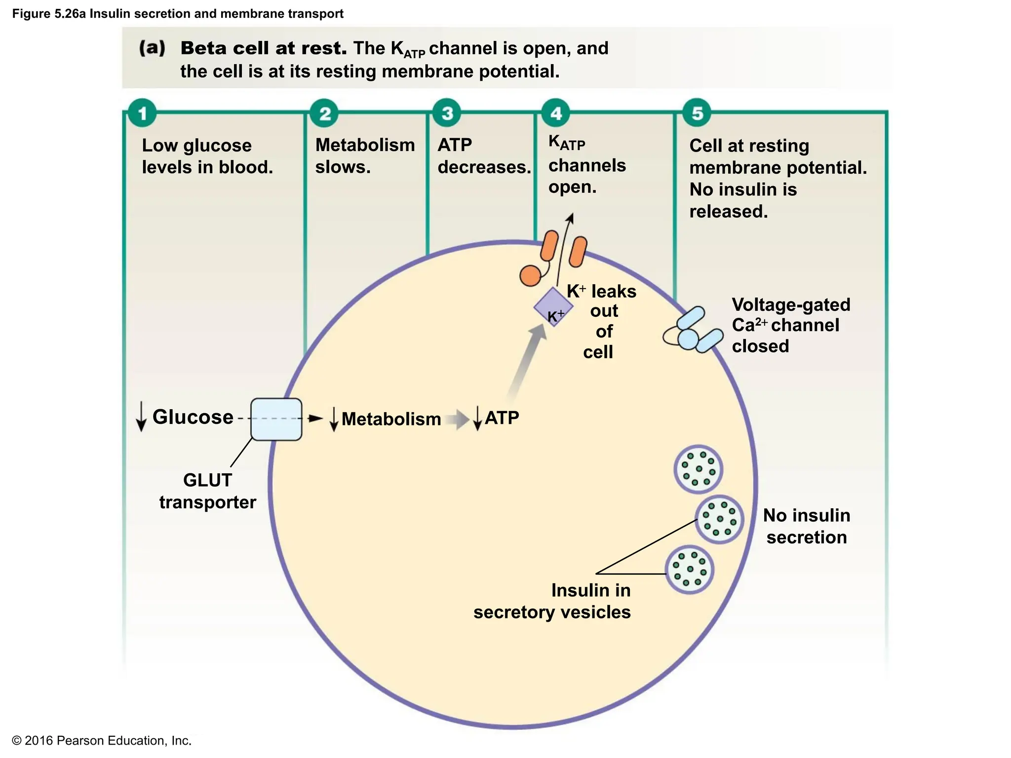 Membrane Transport - Human Physiology Chapter 5 | PPTX