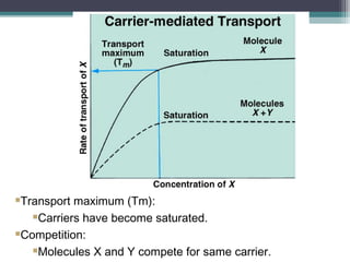 Membrane transport and the membrane potential | PPT