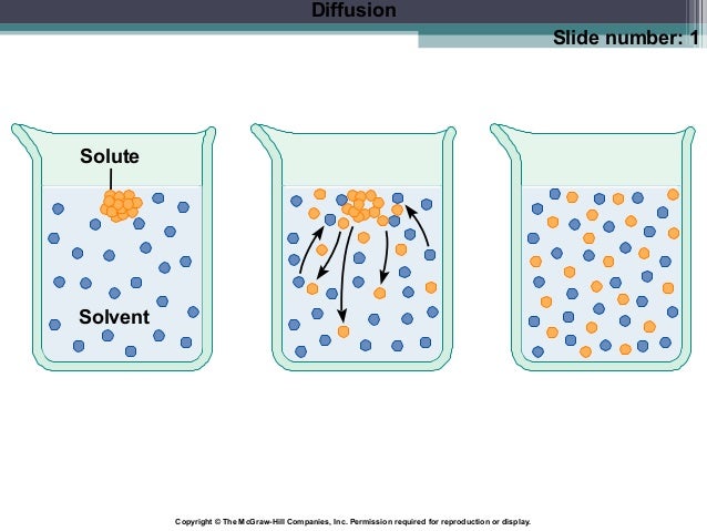 Membrane transport and the membrane potential