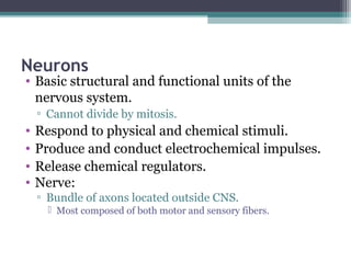 The nervous system neurons and synapses | PPT