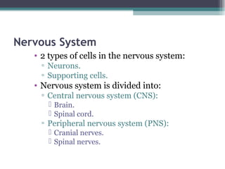 Neurons And Synapses