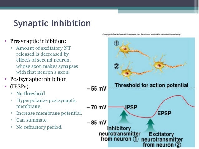 Presynaptic Neuron Vs Postsynaptic Neuron