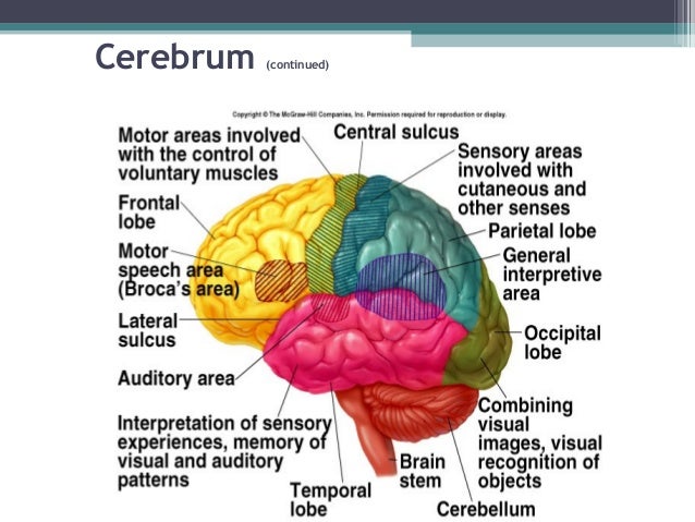 The central nervous system