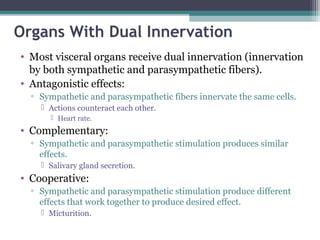 The autonomic nervous system | PPT