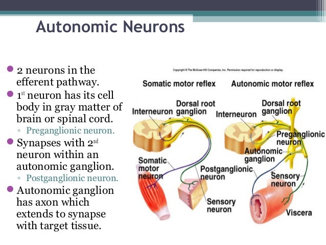 The autonomic nervous system