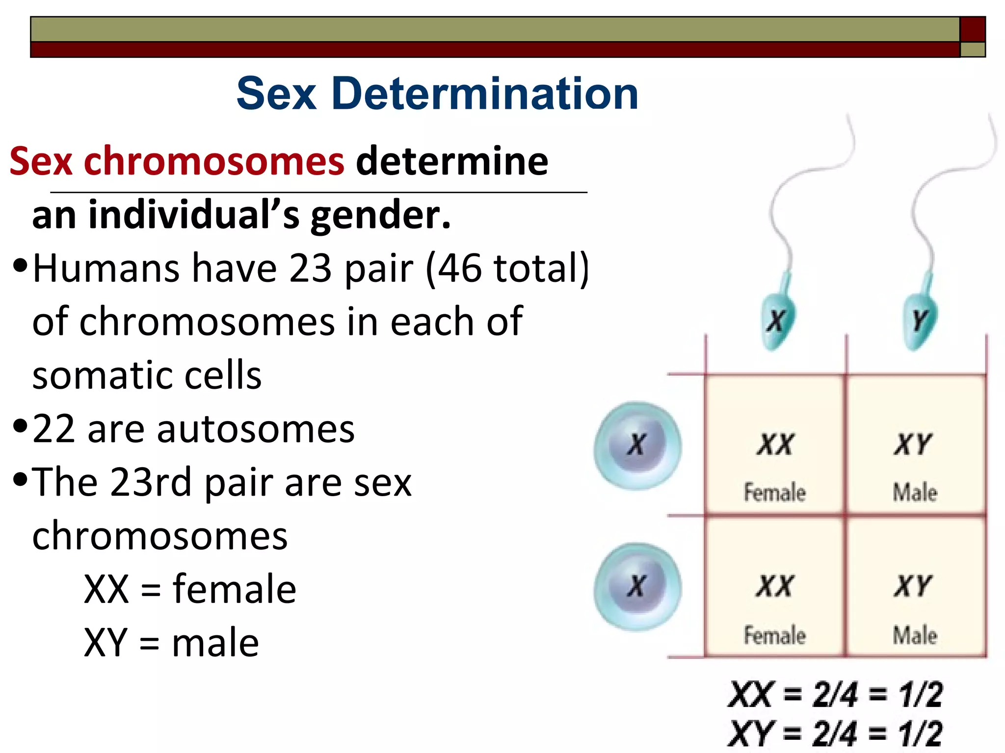 Chpt. 11.2 complex inheritance leftovers | PPT