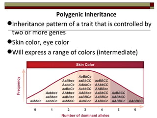 Chpt. 11.2 complex inheritance leftovers | PPT