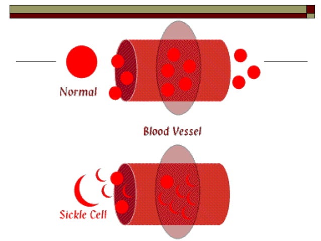 Chpt. 11.2 complex inheritance leftovers | PPT