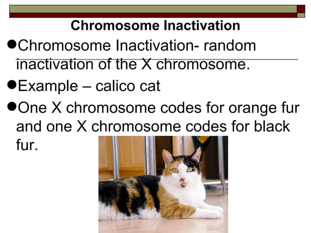 Chpt. 11.2 complex inheritance leftovers | PPT