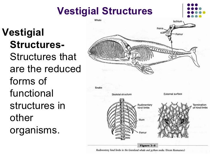 Vestigial Traits