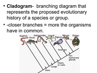 Chpt. 17.2 Modern Classification | PPT