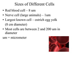 Chpt9.1 cellular growth | PPT