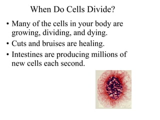 Chpt9.1 cellular growth | PPT