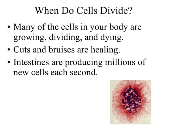 Chpt9.1 cellular growth | PPT | Biological Sciences | Science