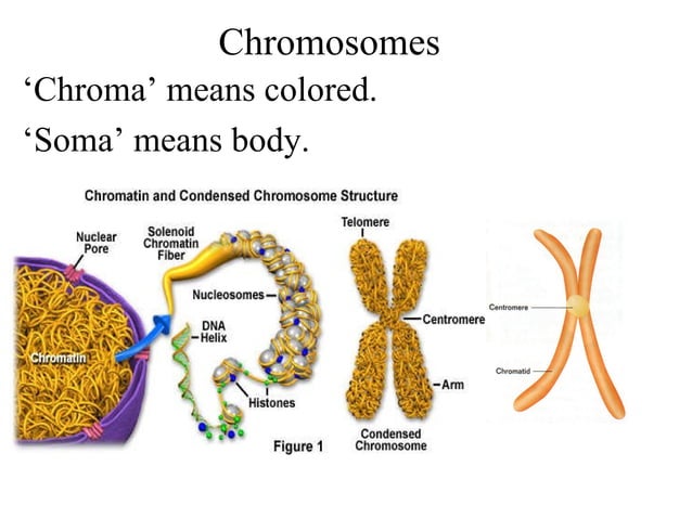 Chpt9.1 cellular growth | PPT | Biological Sciences | Science