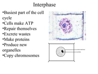 Chpt9.2 mitosis | PPT