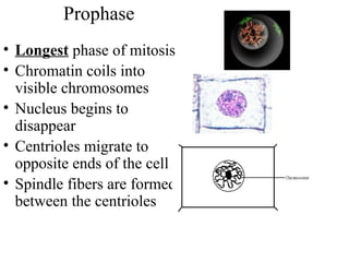 Chpt9.2 mitosis | PPT