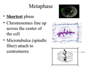 Chpt9.2 mitosis | PPT