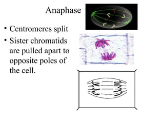 Chpt9.2 mitosis | PPT