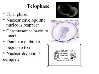 Chpt9.2 mitosis | PPT