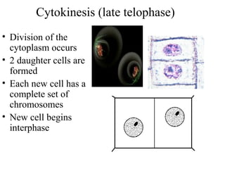 Chpt9.2 mitosis | PPT