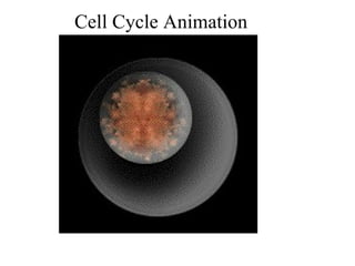 Chpt9.2 mitosis | PPT
