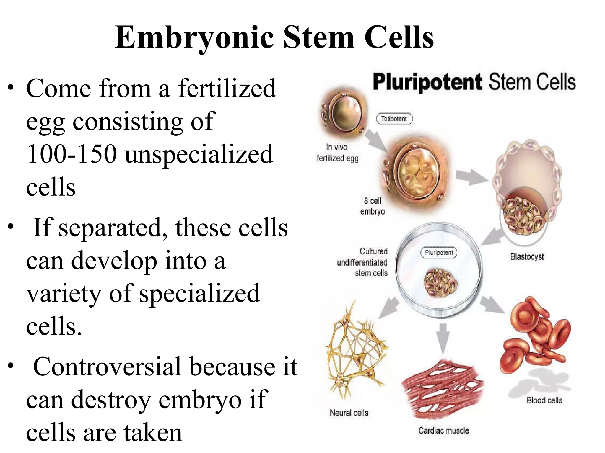 Chpt9.3 cell cycle regulation | PPT