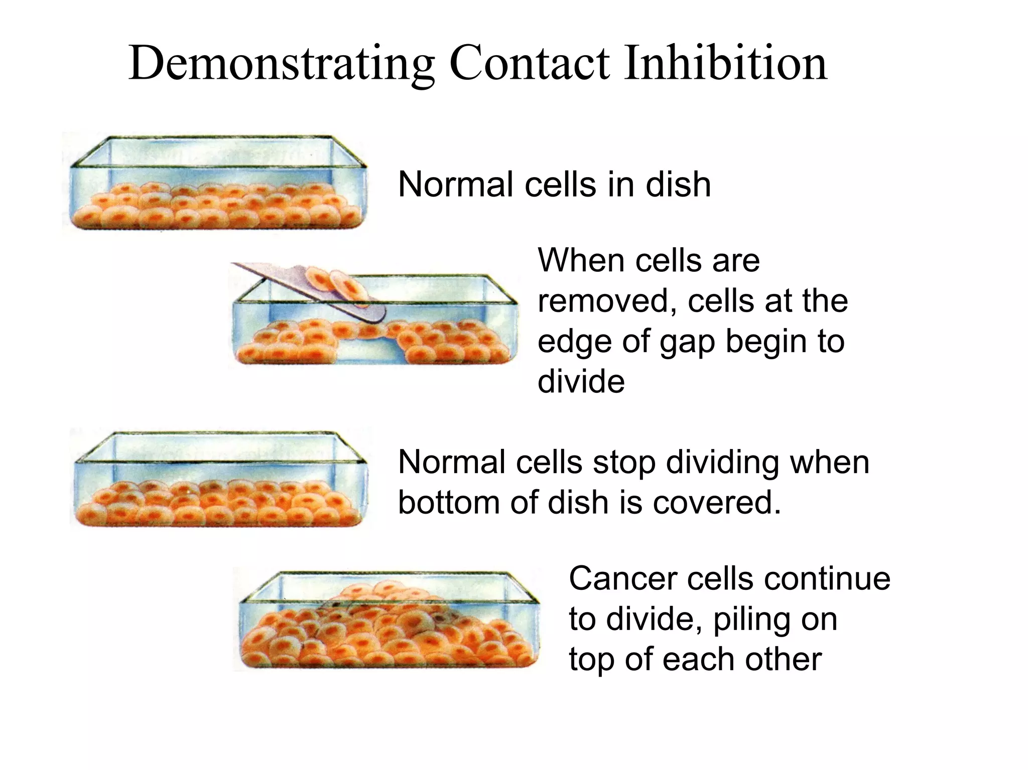 Chpt9.3 cell cycle regulation | PPT