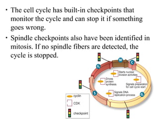 Chpt9.3 cell cycle regulation | PPT
