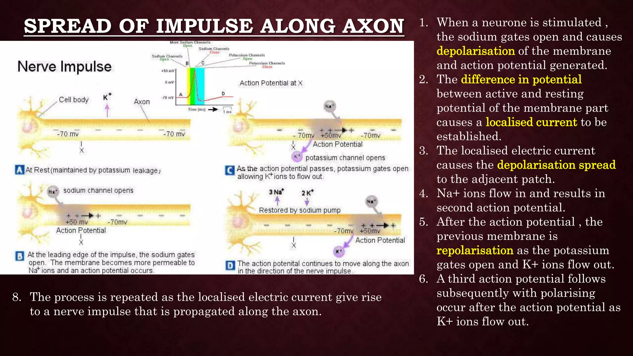 Mechanism of Impulse Transmission Across Synapse And Along Axon ...