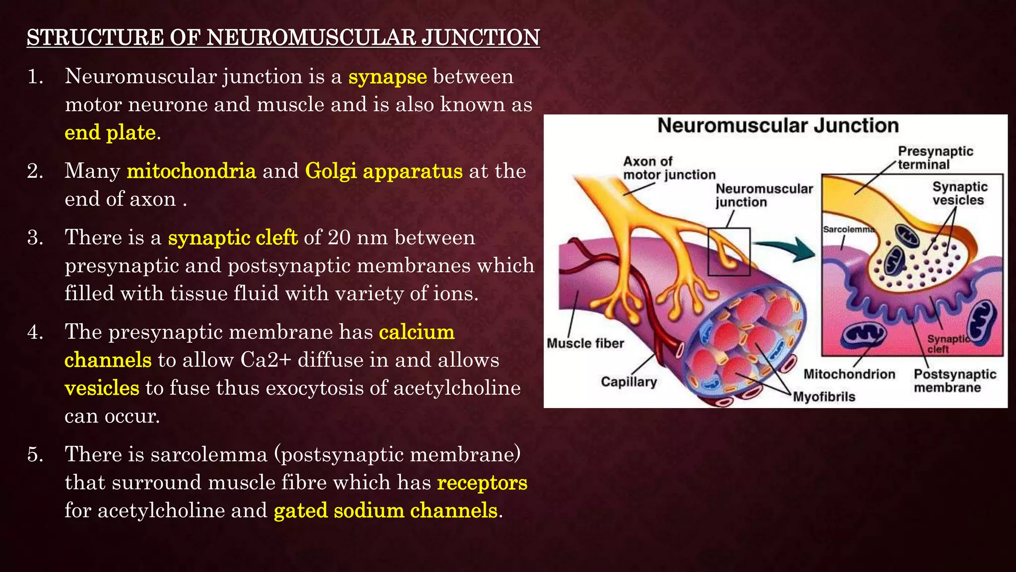 Mechanism of Impulse Transmission Across Synapse And Along Axon ...