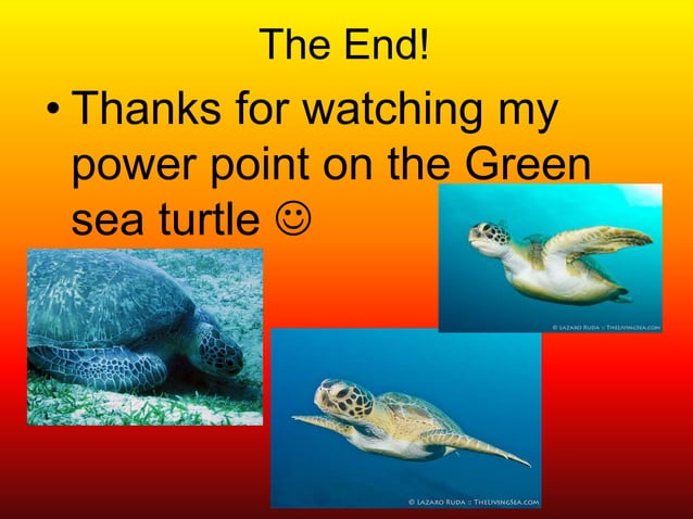 Green sea turtle | PPTX | Reptiles | Pets