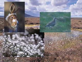 Chris Baines - Natural Connections for the Future | PPT