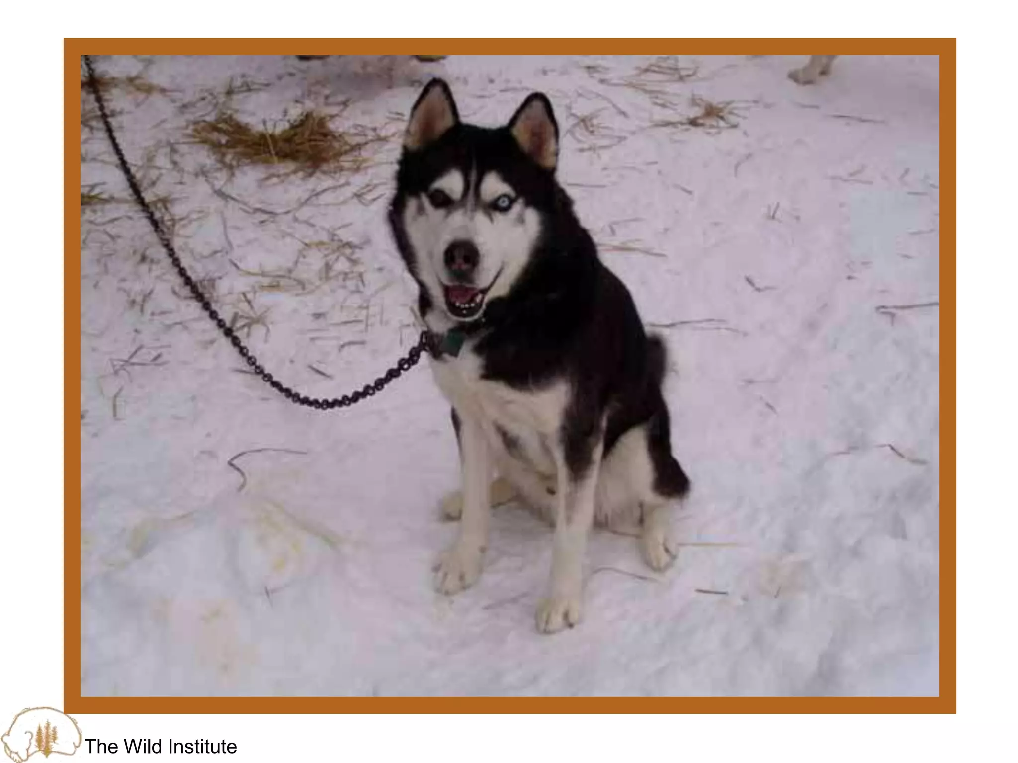 Chris heeter you girls out here all alone | PPTX | Zoos & Aquariums ...